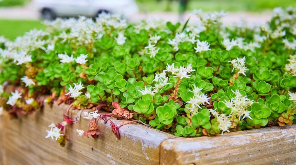17 Beautiful Ground Covers for Shade