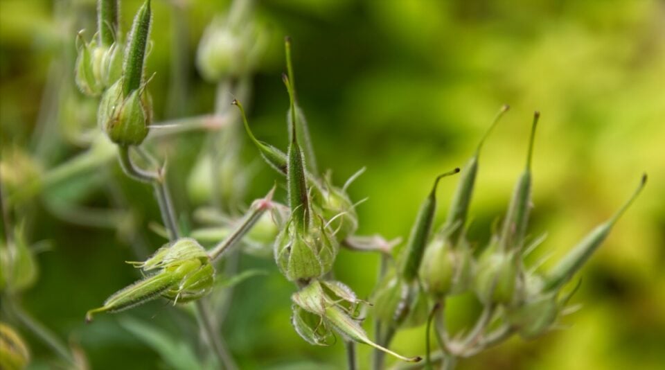 How to Plant, Grow, and Care for Hardy Geraniums