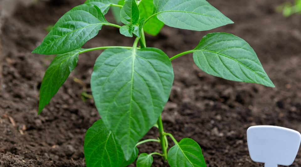 How to Plant, Grow, and Care for Jimmy Nardello Peppers