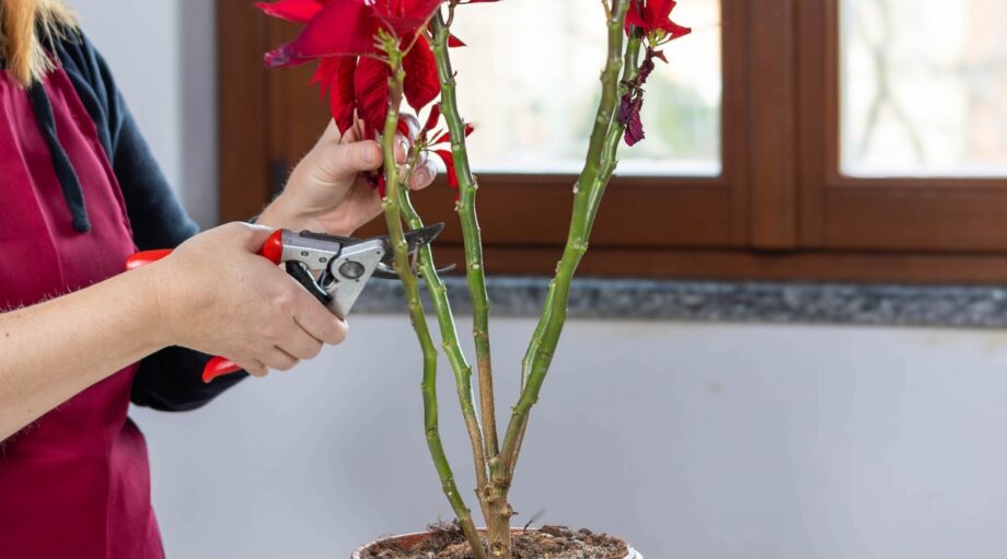 Broken Poinsettia Stems: How to Fix Stem Breakage