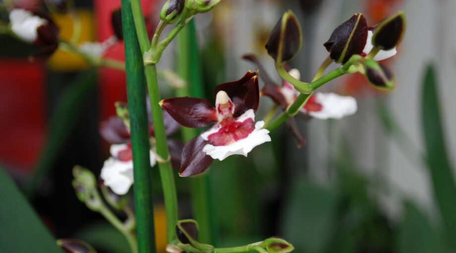 How to Plant, Grow, and Care for Miltonia Orchids