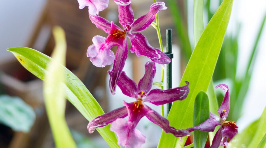 How to Plant, Grow, and Care for Miltonia Orchids