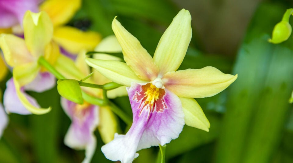 How to Plant, Grow, and Care for Miltonia Orchids