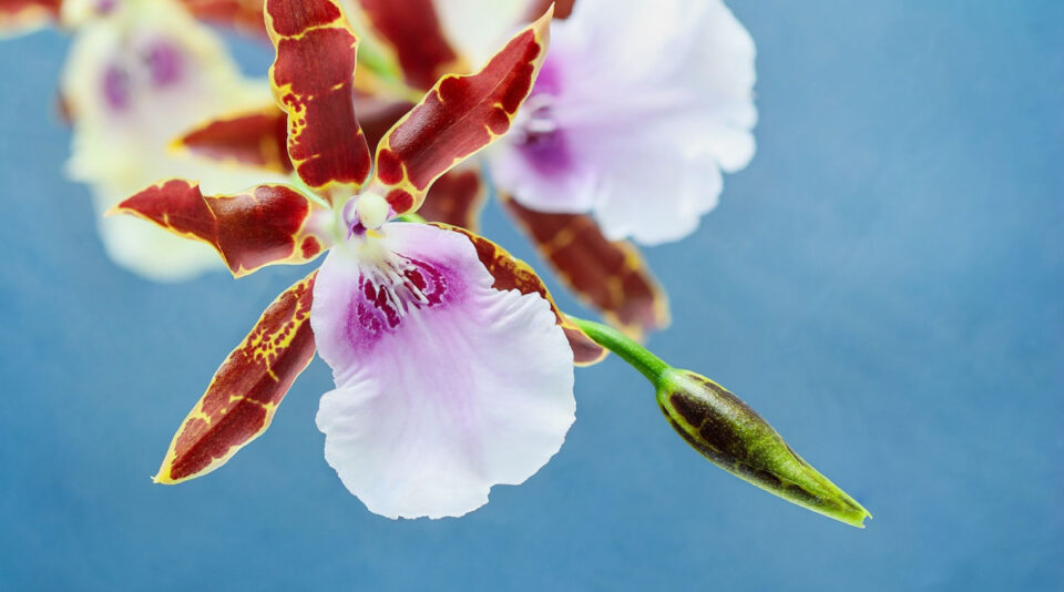 How to Plant, Grow, and Care for Miltonia Orchids