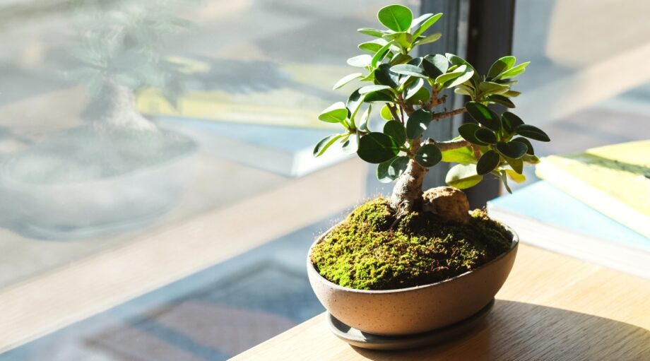 A Beginner's Guide to Bonsai