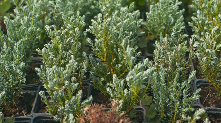 How to Plant Trees in Pots or Containers: 13 Pro Tips