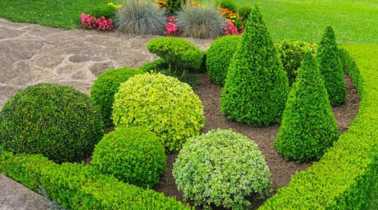 How to Prune Boxwood Shrubs
