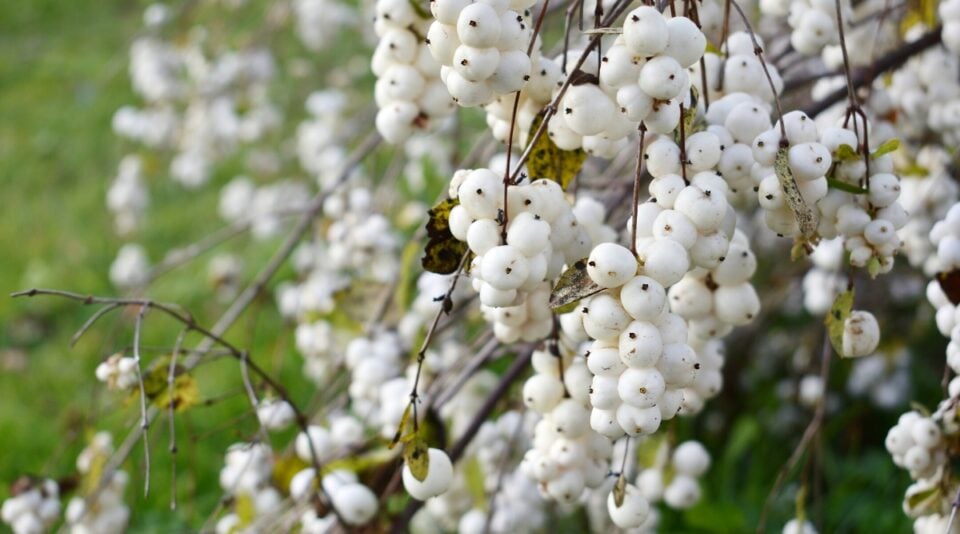How to Plant, Grow, and Care for Snowberry Bushes