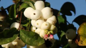 How to Plant, Grow, and Care for Snowberry Bushes