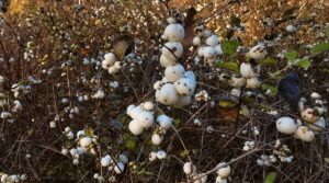 How to Plant, Grow, and Care for Snowberry Bushes