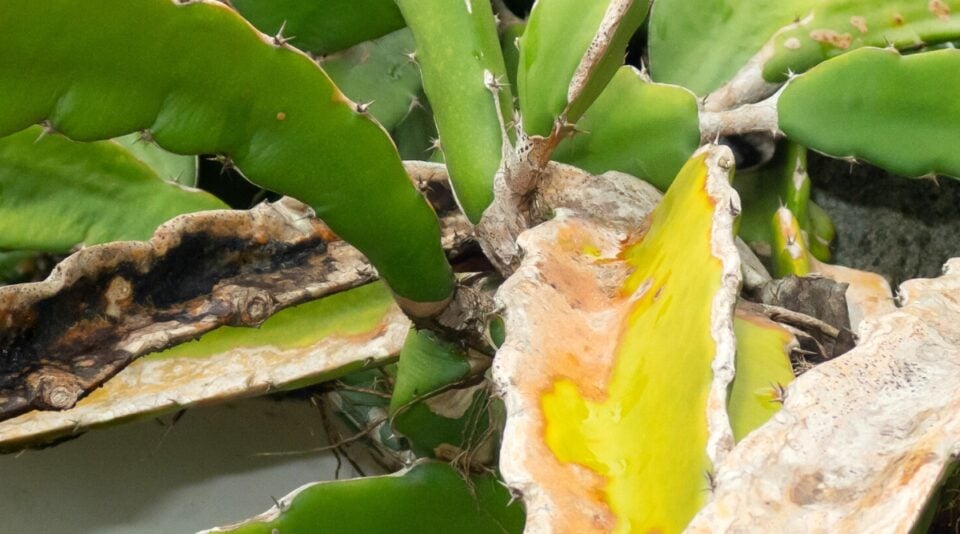 5 Christmas Cactus Diseases: How to Identify, Prevent, and Treat