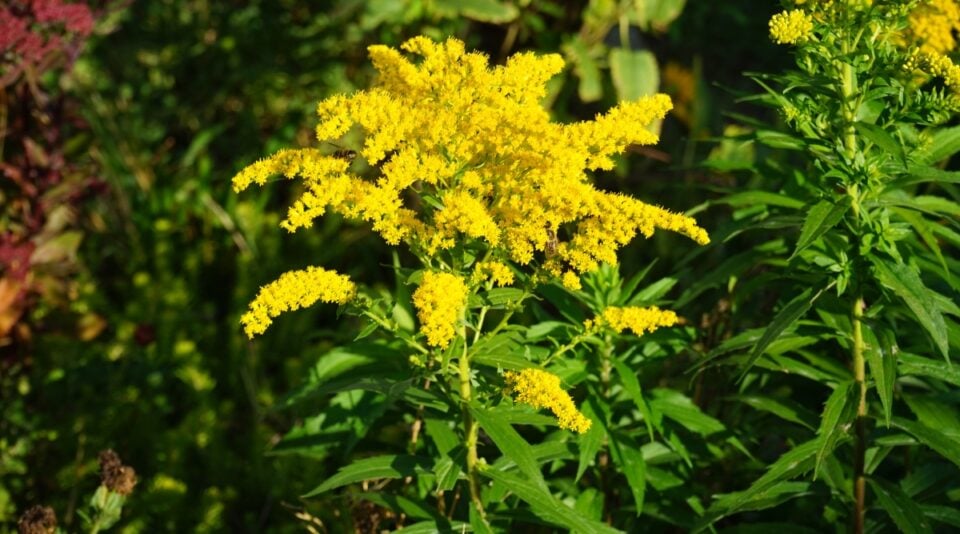 10 Beautiful Goldenrod Varieties for Your Garden