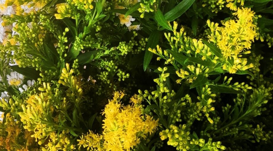 10 Beautiful Goldenrod Varieties for Your Garden
