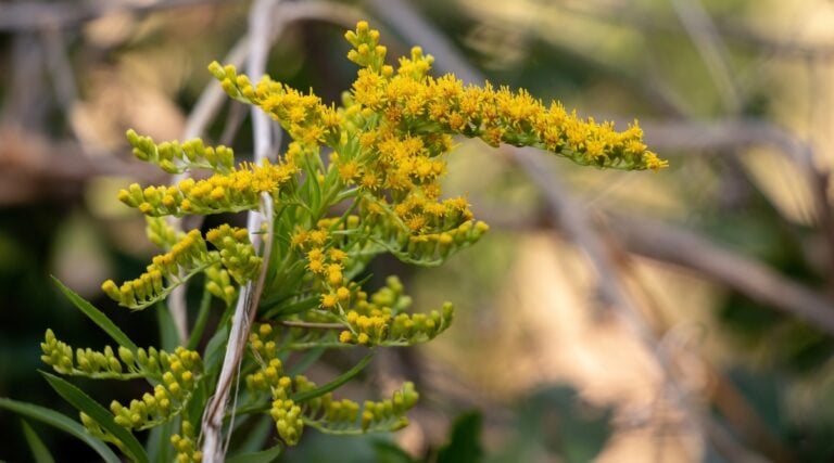 10 Beautiful Goldenrod Varieties for Your Garden