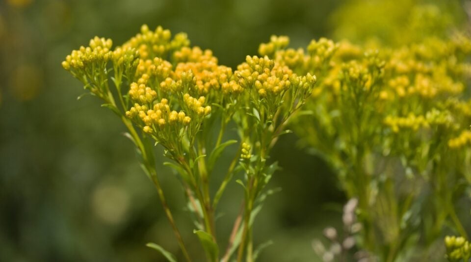 10 Beautiful Goldenrod Varieties for Your Garden