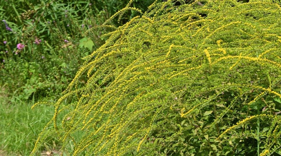 10 Beautiful Goldenrod Varieties for Your Garden