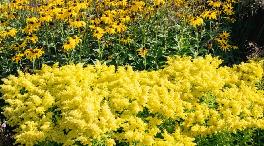 How to Plant, Grow, and Care For Goldenrod