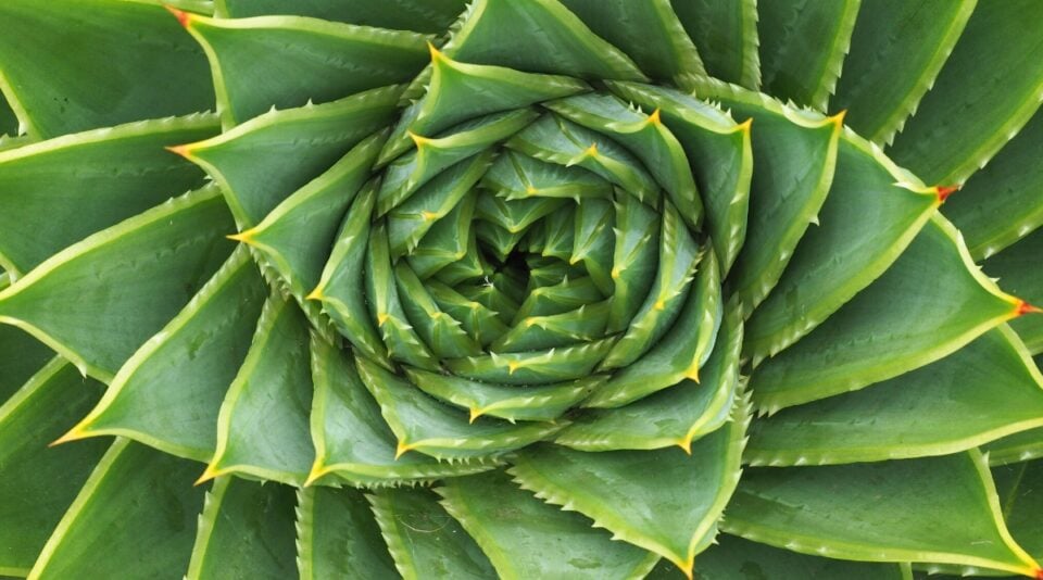 How to Plant, Grow, and Care for Spiral Aloe – Nature's Gateway