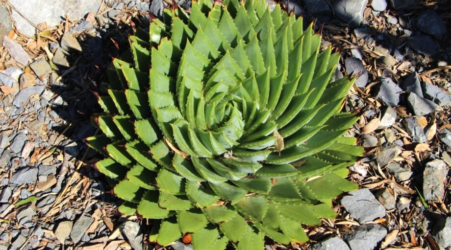 How to Plant, Grow, and Care for Spiral Aloe