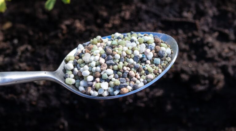 How to Plant, Grow, and Care for Coralberry Shrubs