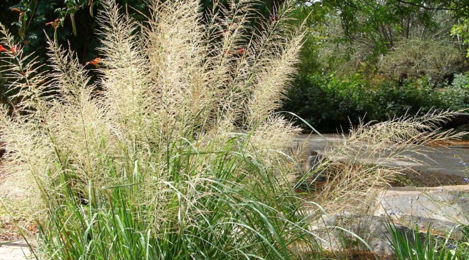45 Ornamental Grasses Native to the United States