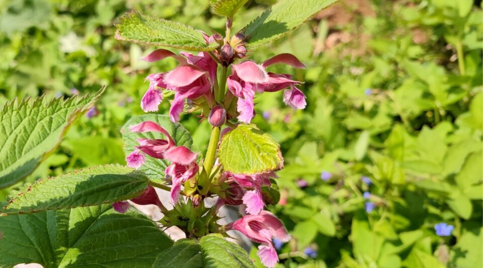 19 Best Trailing Plants for Rock Gardens