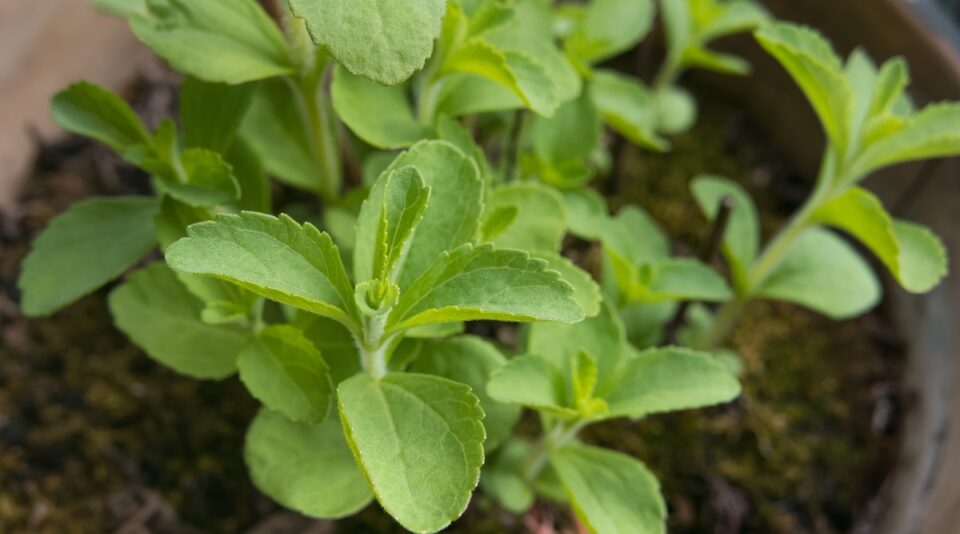 19 Best Seeds To Start Indoors in Winter