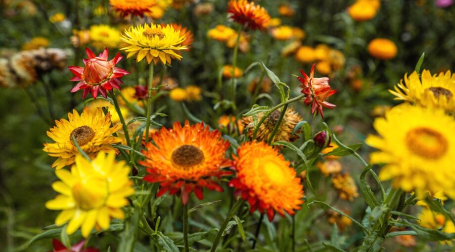 21 Beautiful Summer-Blooming Flowers for Cutting Gardens