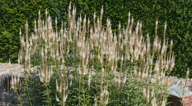 How to Plant, Grow, and Care For Culver's Root