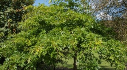 21 Oak Tree Varieties for Your Landscape