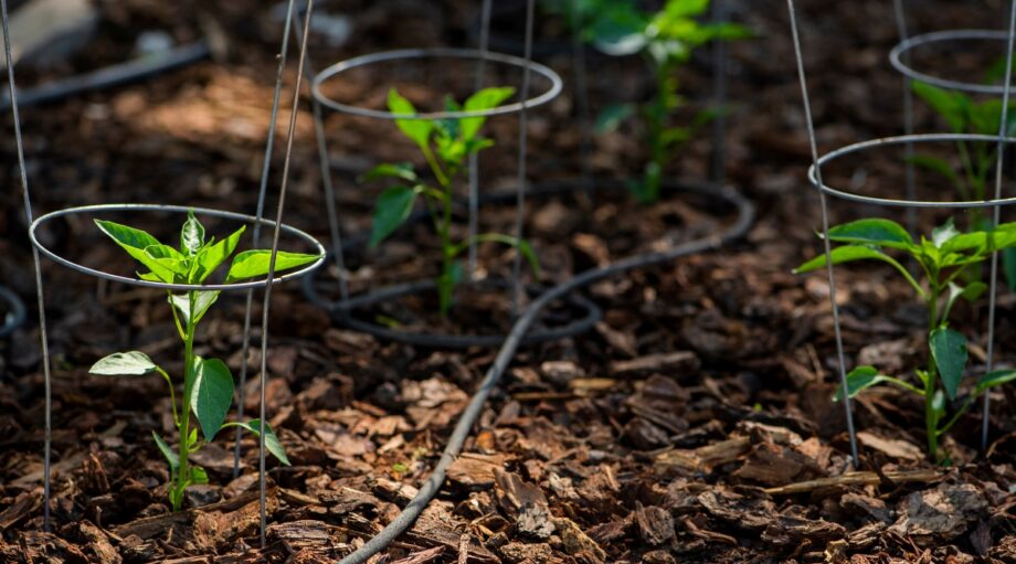 Is Overhead Watering Bad For Plants?