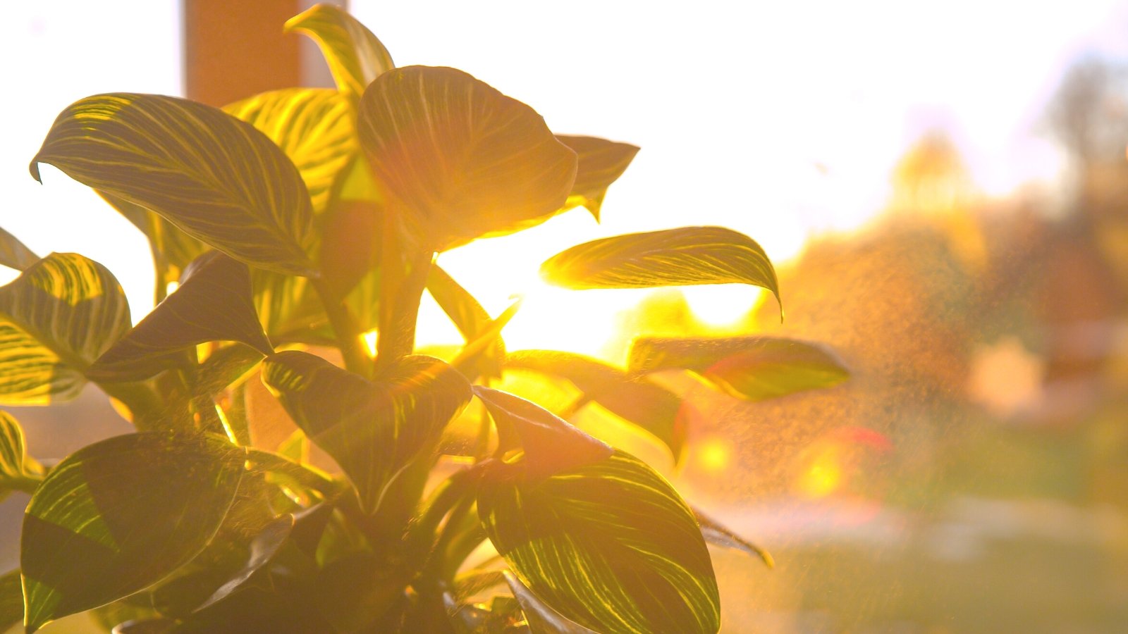 Is Morning or Afternoon Sun Better for Plants?