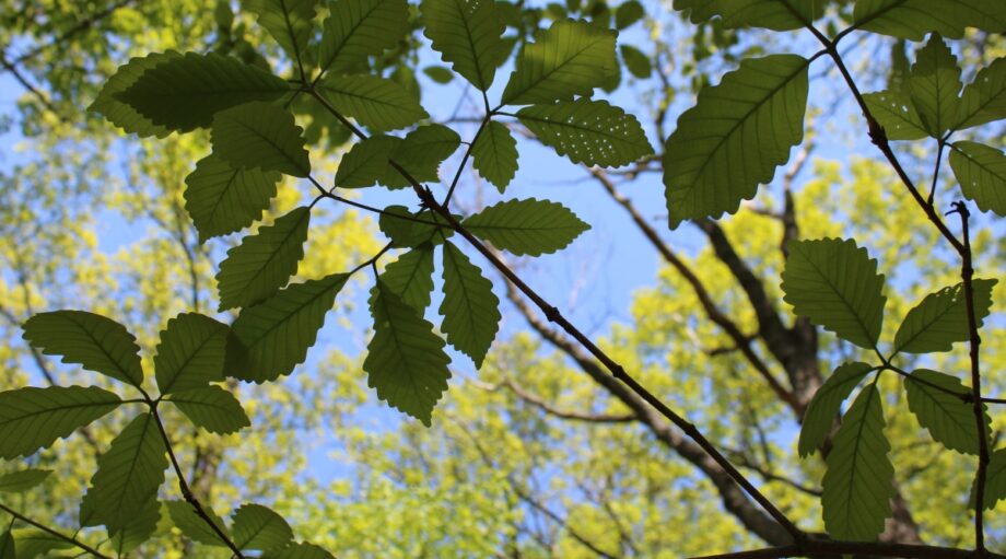 21 Oak Tree Varieties for Your Landscape