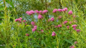 How to Plant, Grow, and Care for Swamp Milkweed