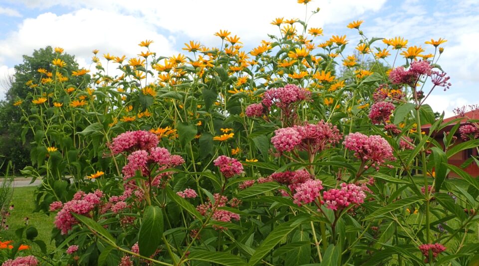 How to Plant, Grow, and Care for Swamp Milkweed