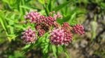 How to Plant, Grow, and Care for Swamp Milkweed