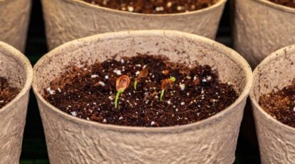 How to Plant, Grow, and Care for Swamp Milkweed