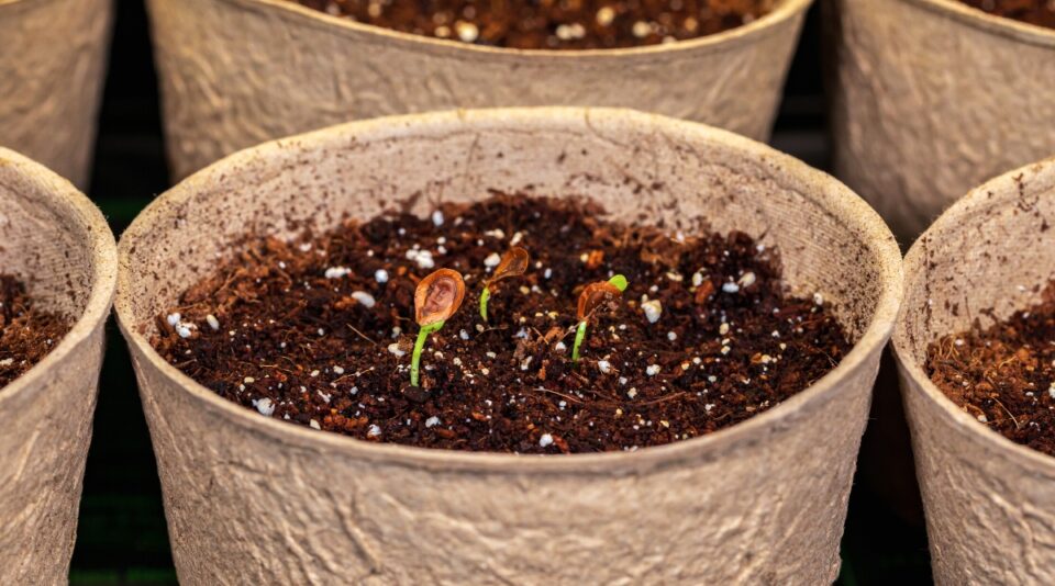 How to Plant, Grow, and Care for Swamp Milkweed