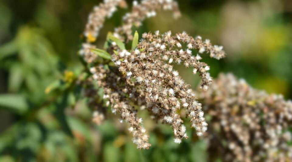 How to Plant, Grow, and Care For Goldenrod