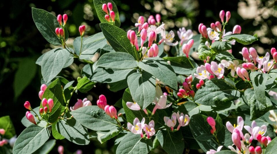 How to Get Rid of Invasive Honeysuckle