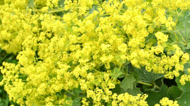 How to Plant, Grow, and Care for Lady's Mantle