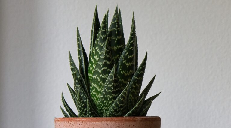 How to Plant, Grow, and Care for Variegated Tiger Aloe