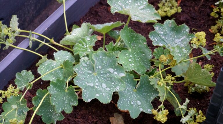 How to Plant, Grow, and Care for Lady's Mantle