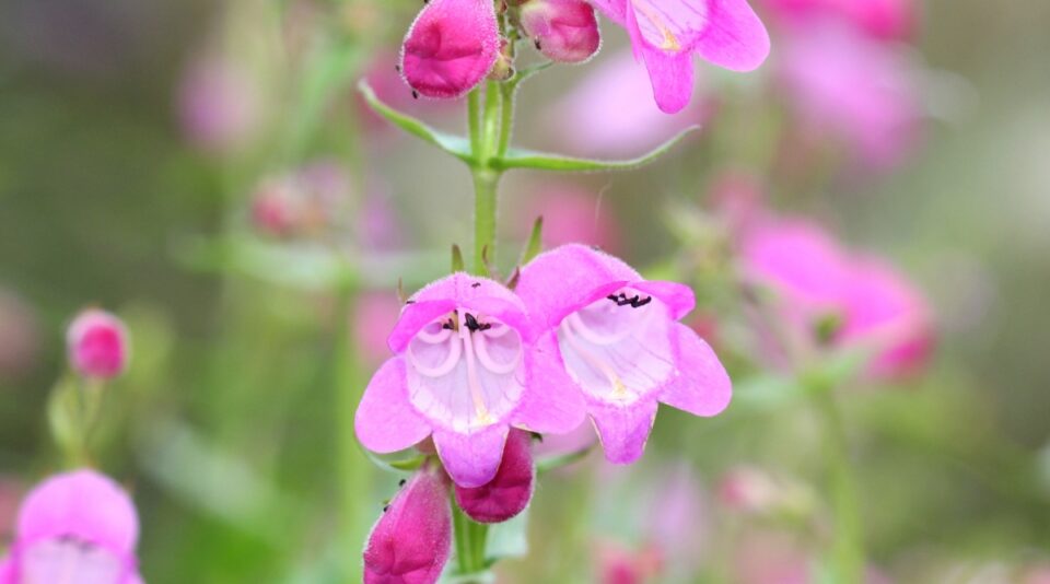21 Beautiful Penstemon Varieties for Your Garden