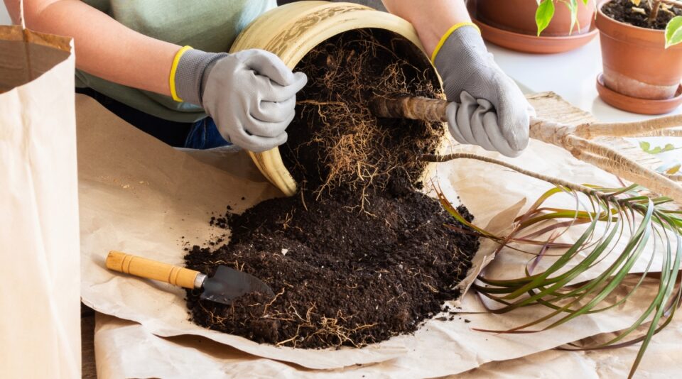 How to Plant Trees in Pots or Containers: 13 Pro Tips