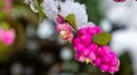 How to Plant, Grow, and Care for Snowberry Bushes