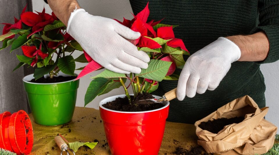 Broken Poinsettia Stems: How to Fix Stem Breakage