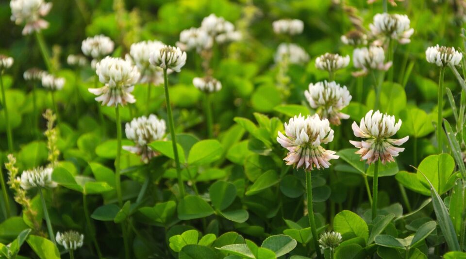 17 Beautiful Ground Covers for Shade