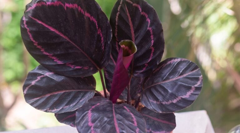 21 Moody Houseplants for an Indoor Goth Garden