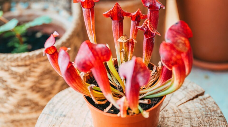 How to Plant, Grow, and Care for American Pitcher Plants
